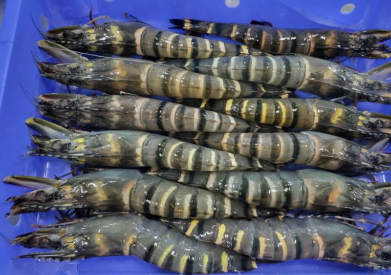 Processing Unit - Zeal Aqua