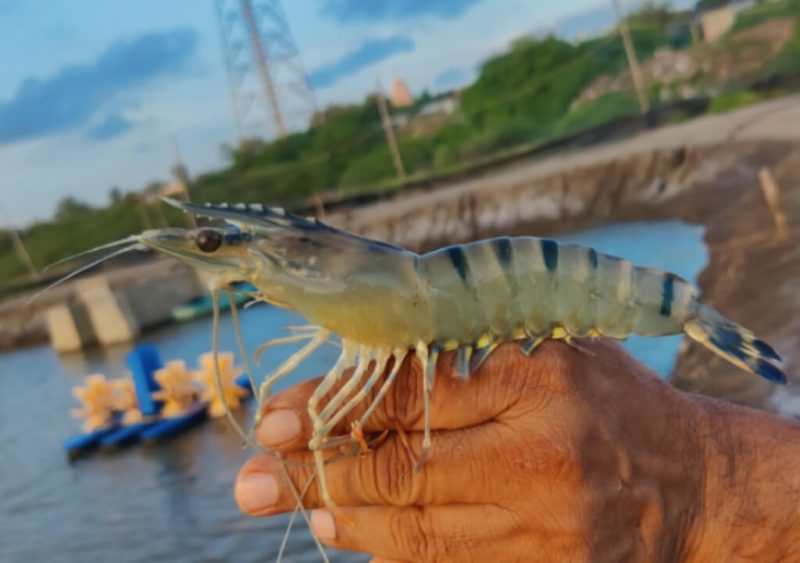 Processing Unit - Zeal Aqua