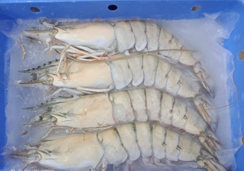 Processing Unit - Zeal Aqua