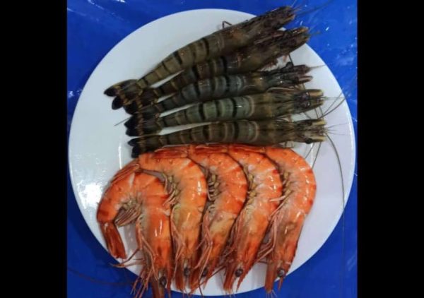 Processing Unit - Zeal Aqua